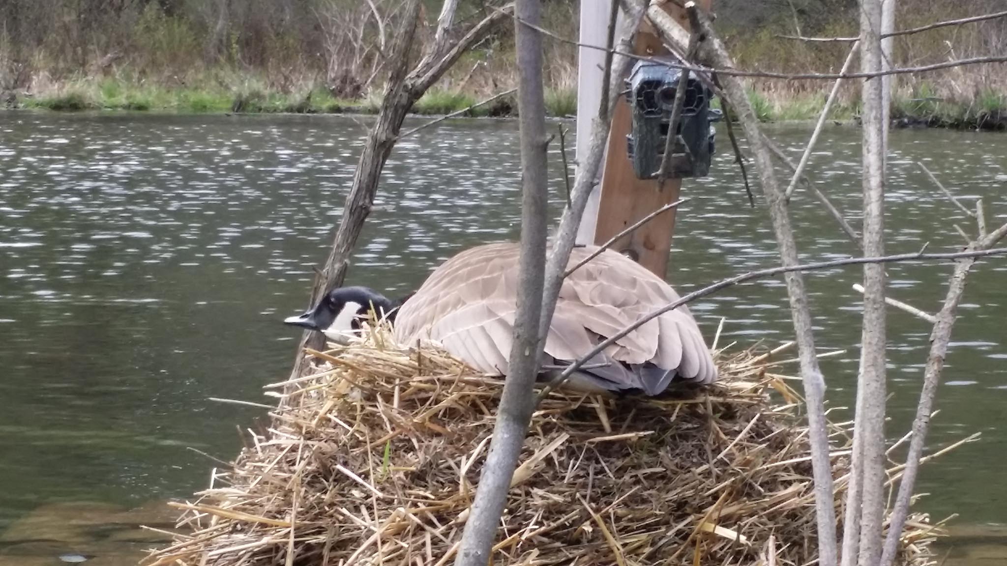 Floating Platforms update – another new nest - Edward L Rose Land ...
